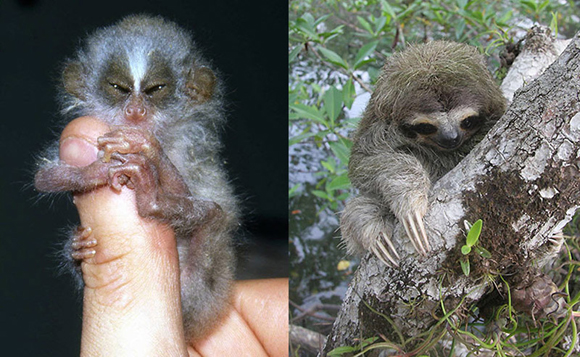 The most unusual animals on the brink of extinction
